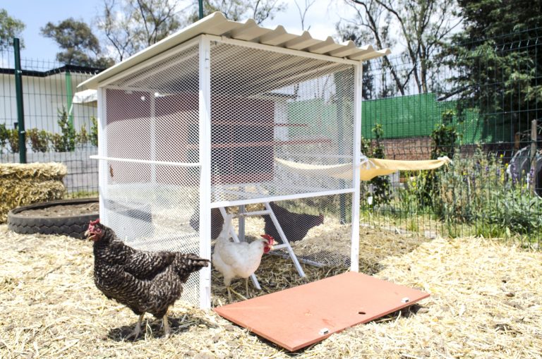 GALLINERO – Gabriel Calvillo